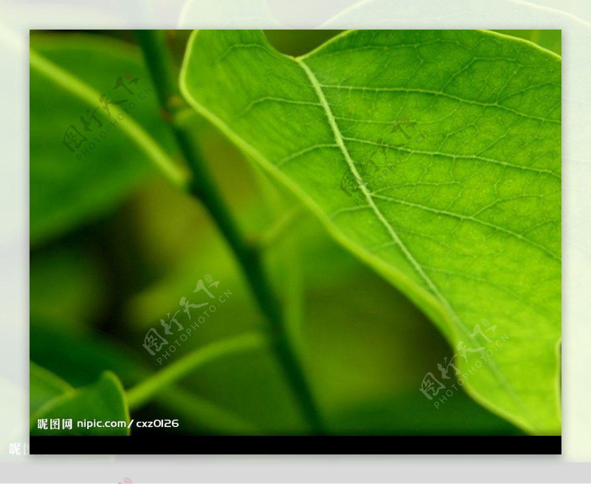 壁纸123546图片素材-编号08672148-图行天下