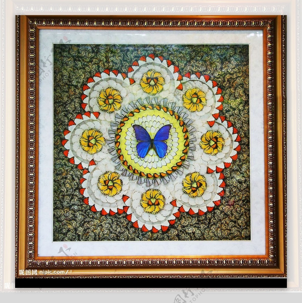 蝴蝶图片素材-编号10029138-图行天下