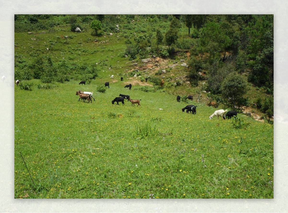 牧羊图片素材-编号11746338-图行天下