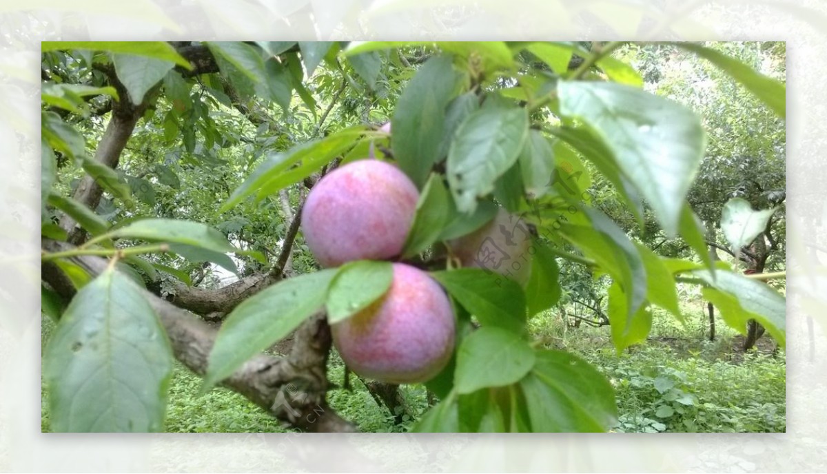 钱排三华李图片素材-编号13502368-图行天下