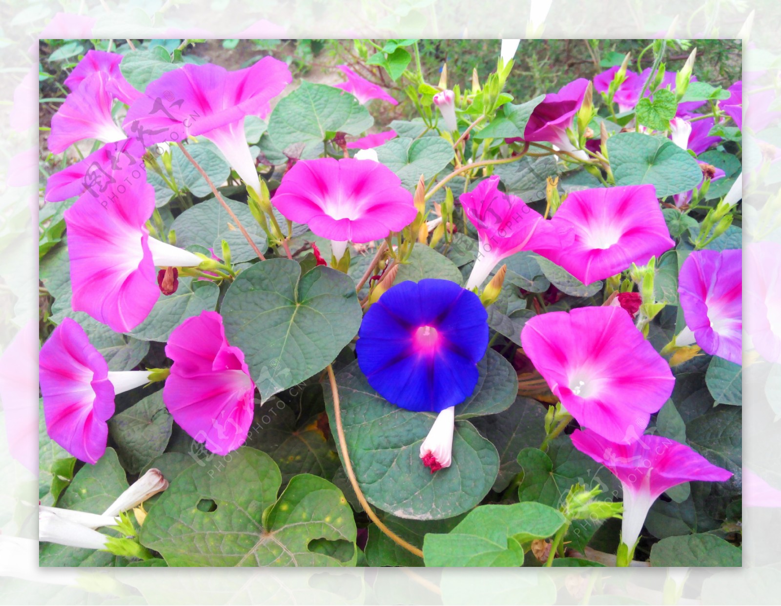 牵牛花图片素材-编号14570398-图行天下