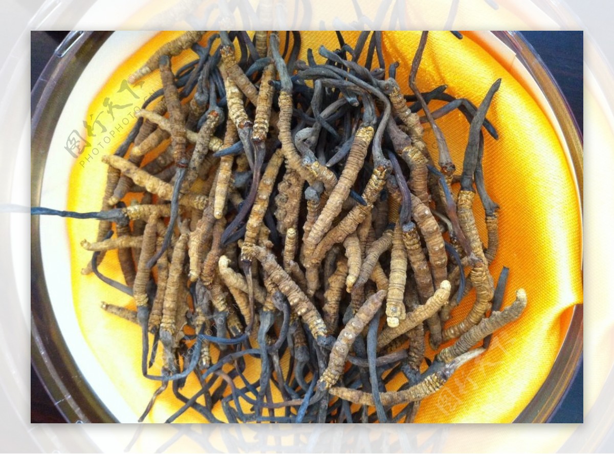 冬虫草图片素材-编号15799278-图行天下