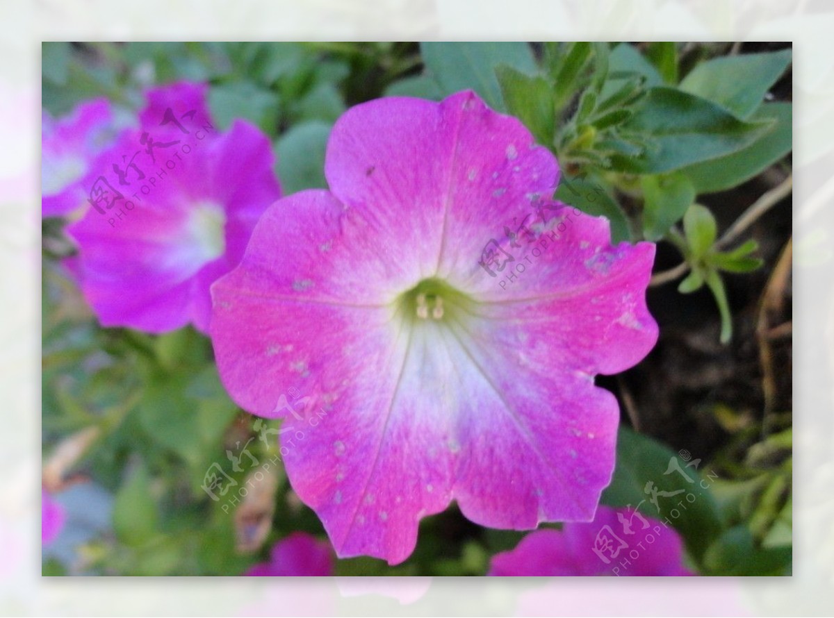 牵牛花喇叭花图片素材-编号15901488-图行天下