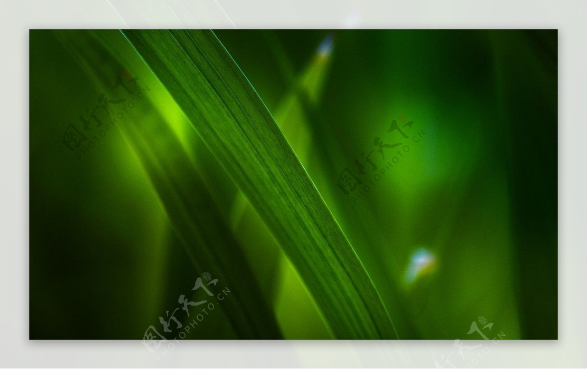 绿色植物图片素材-编号16216588-图行天下