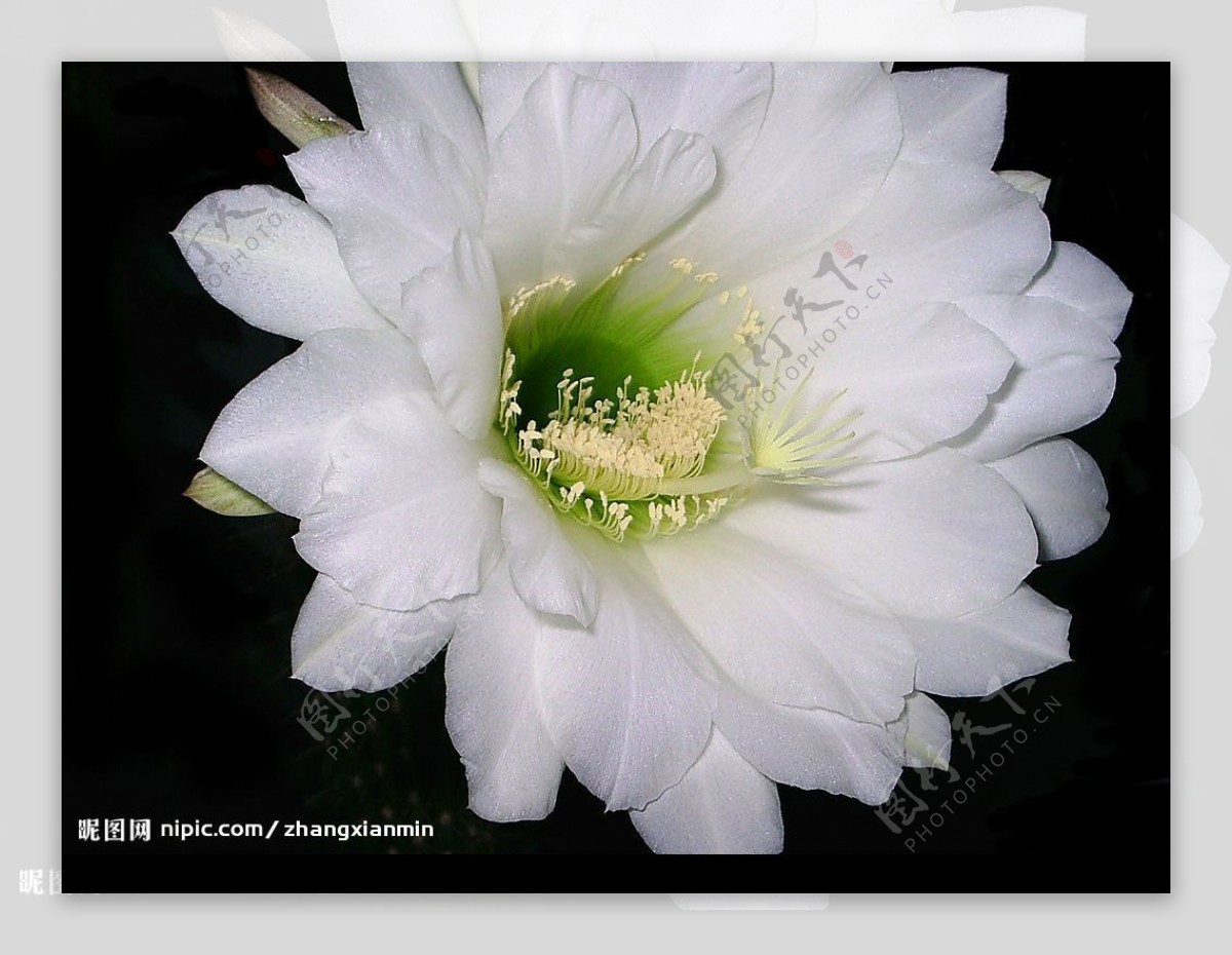 昙花一现图片素材-编号16486518-图行天下