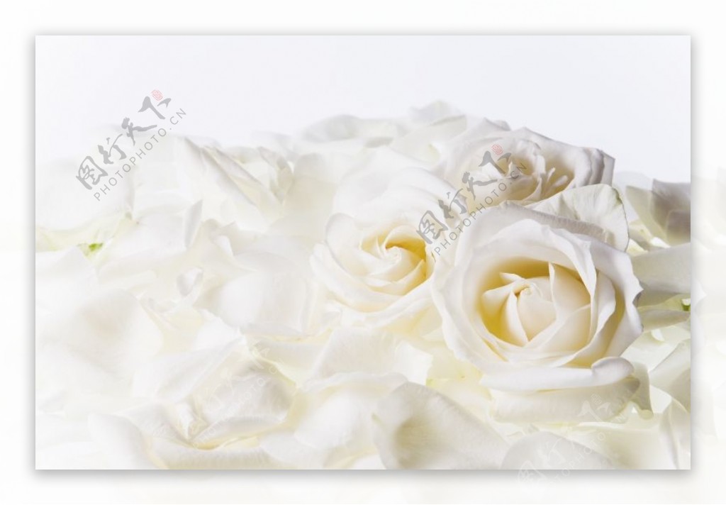 婚礼情怀0247图片素材-编号20001018-图行天下