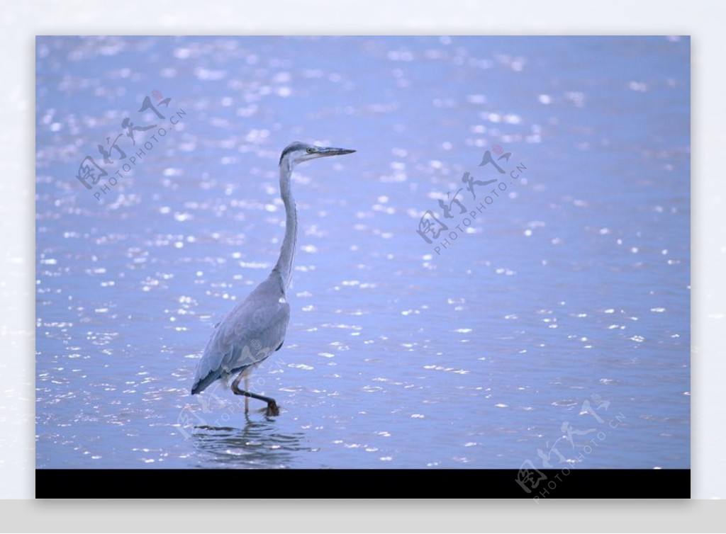 四季鸟鸣0280图片素材-编号20007588-图行天下