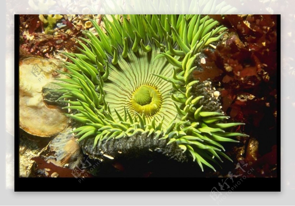 海底世界0153图片素材-编号20196538-图行天下