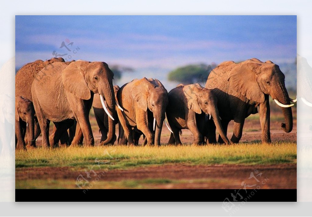大象王国0069图片素材-编号20205298-图行天下