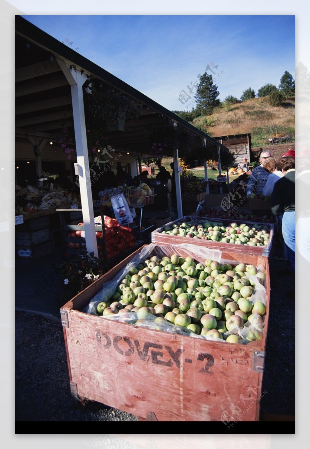 水果天地0239图片素材-编号20234418-图行天下