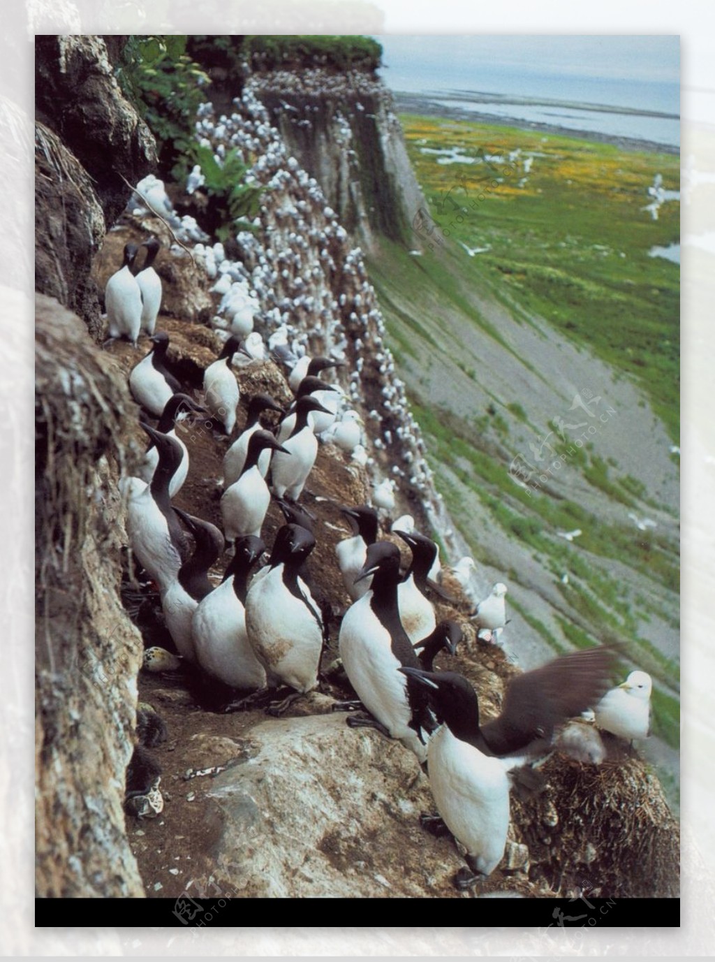 鸟的世界0285图片素材-编号20240628-图行天下