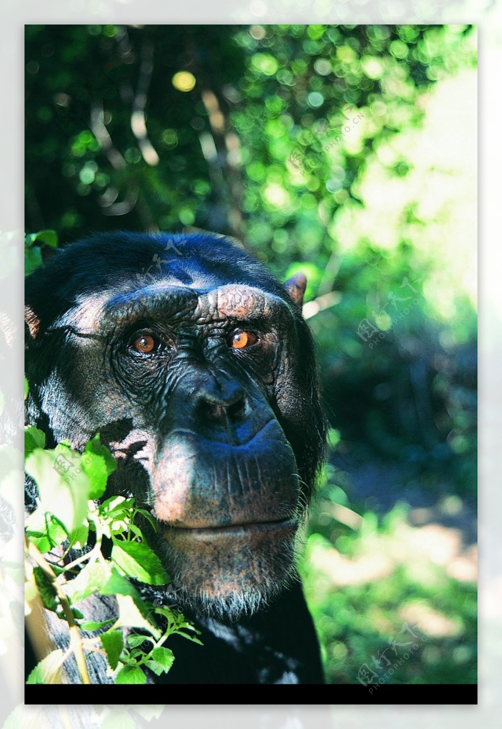 猴也疯狂0325图片素材-编号20277918-图行天下