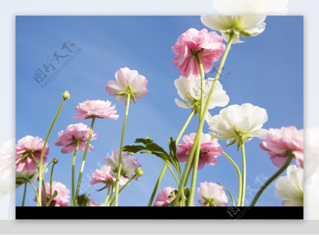 晴空下的鲜花0038图片素材-编号20425738-图行天下