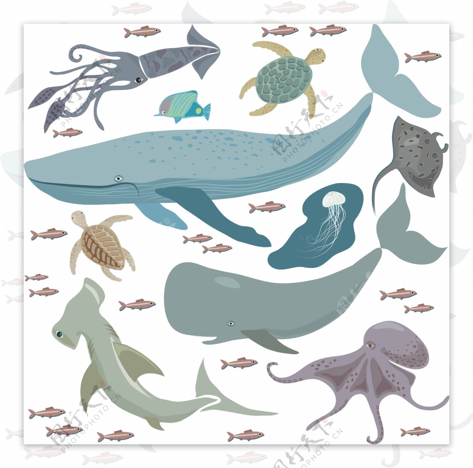 海底世界海洋生物图片素材-编号23287648-图行天下