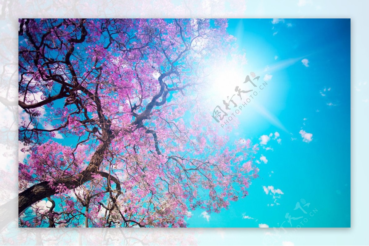 美人树图片素材-编号24262298-图行天下