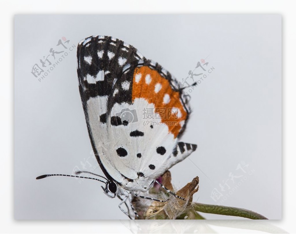 自然橙色宏蝴蝶臭虫图片素材-编号24555058-图行天下