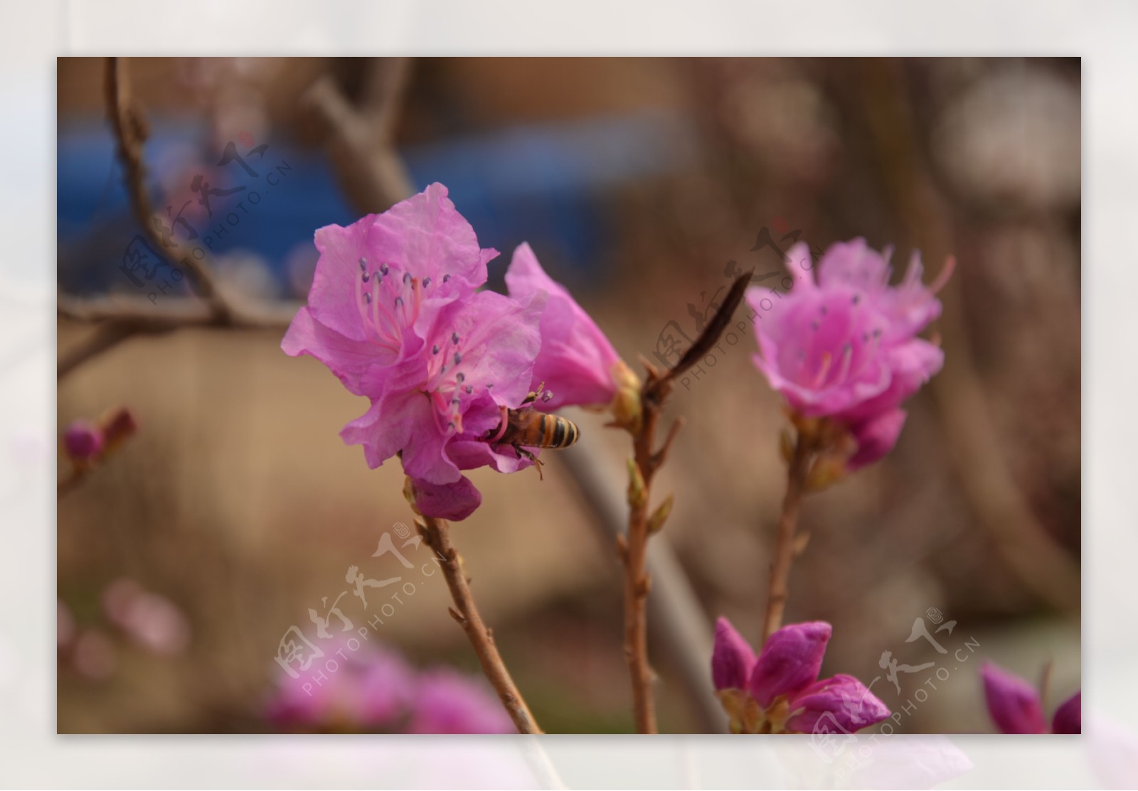 映山红图片素材-编号25547418-图行天下