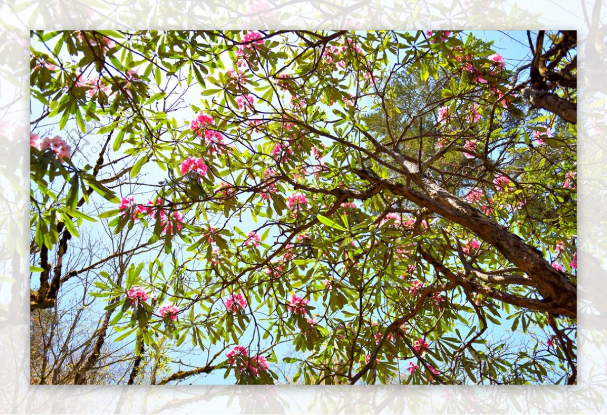 瓦屋山高山杜鹃图片素材-编号29148808-图行天下