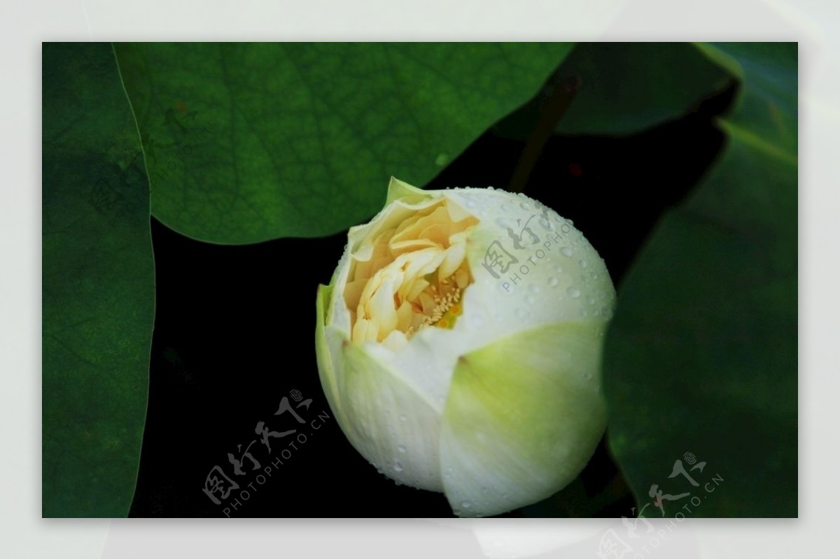 荷花图片素材-编号31277468-图行天下