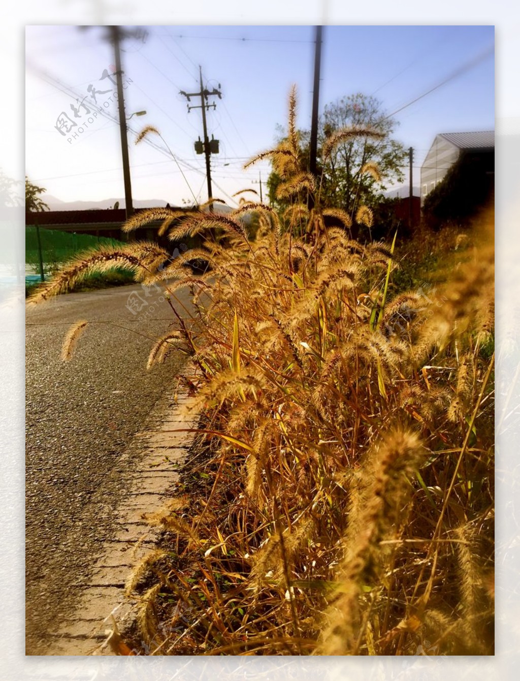 毛毛草图片素材-编号32206288-图行天下