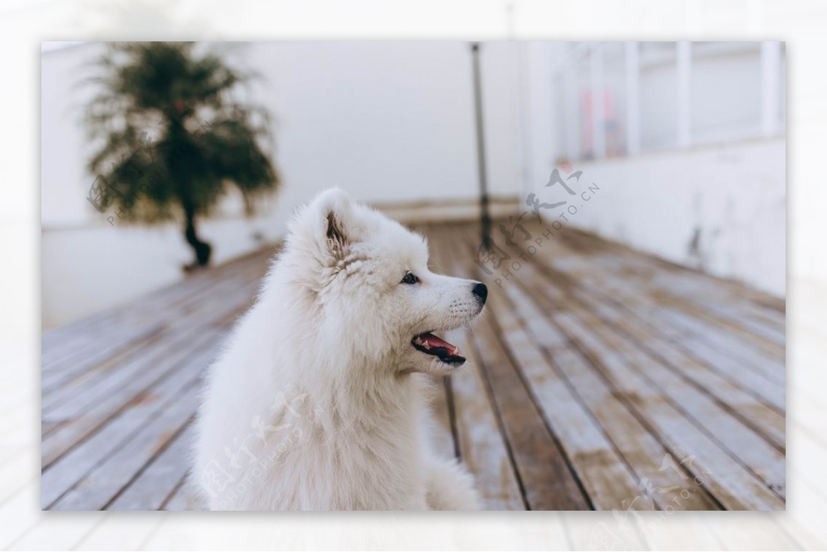 萨摩耶壁纸图片素材-编号37595098-图行天下