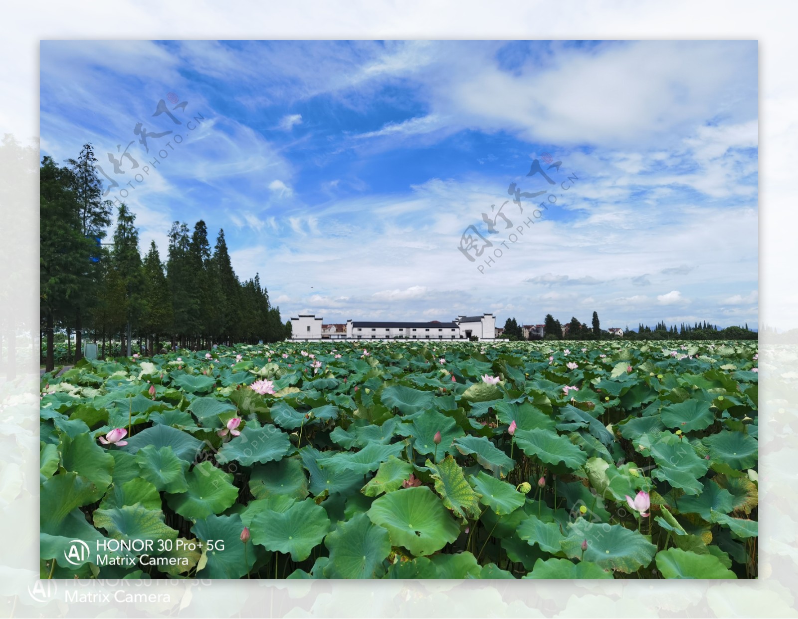 蓝天荷花图片素材-编号38351718-图行天下